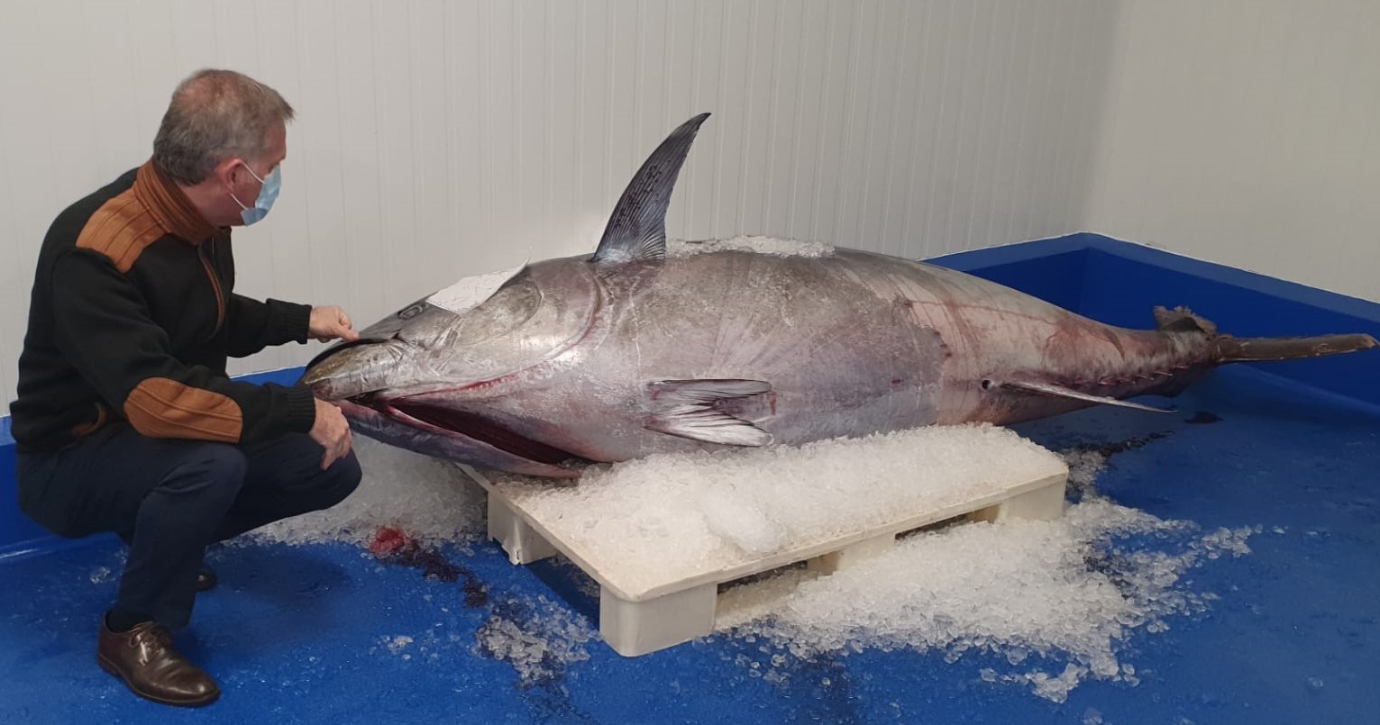 Quota de atuns rabilho atribuída a Portugal está a esgotar-se